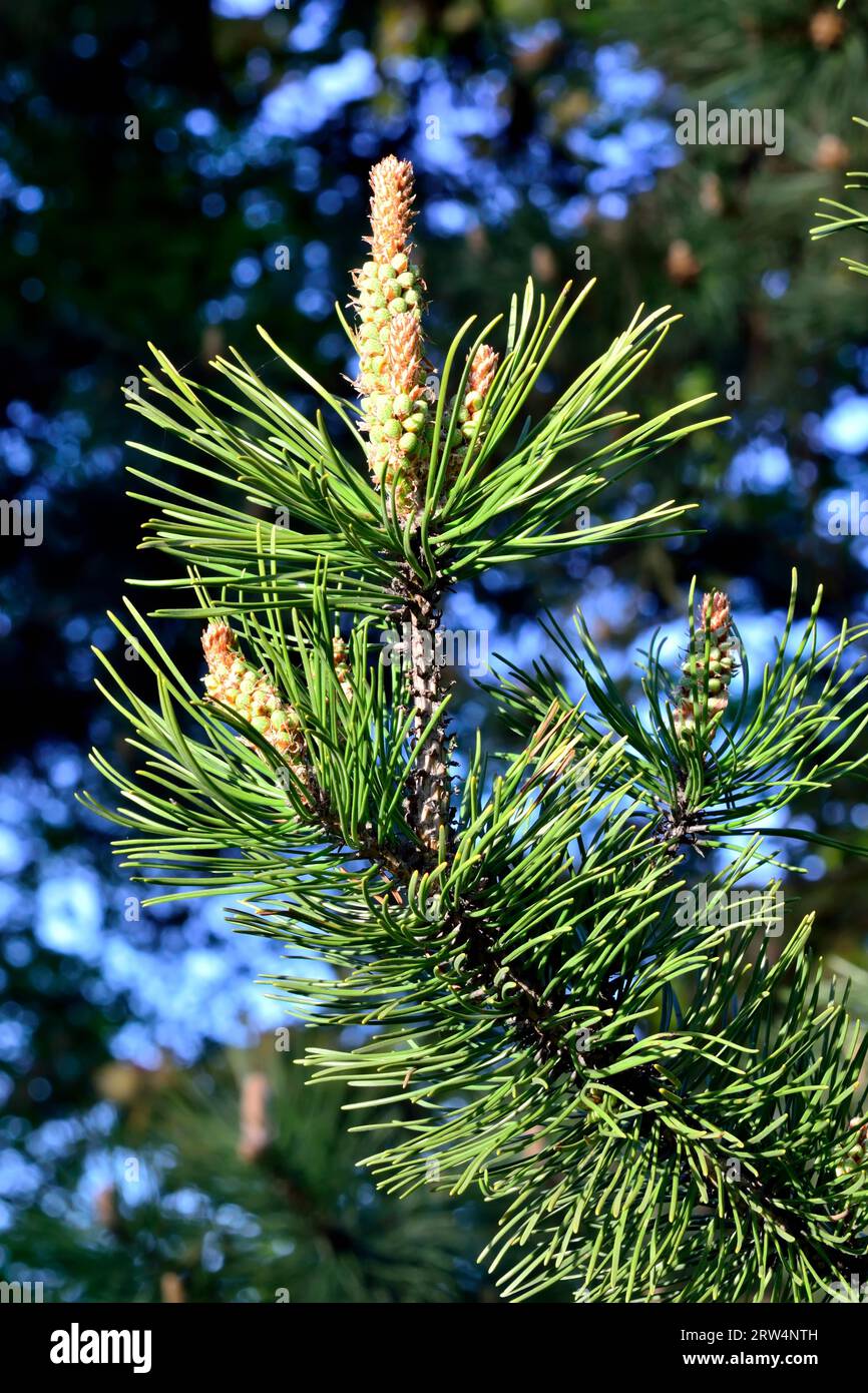 (Pinus) mugo. Needles and buds close up, Beautiful natural background ...
