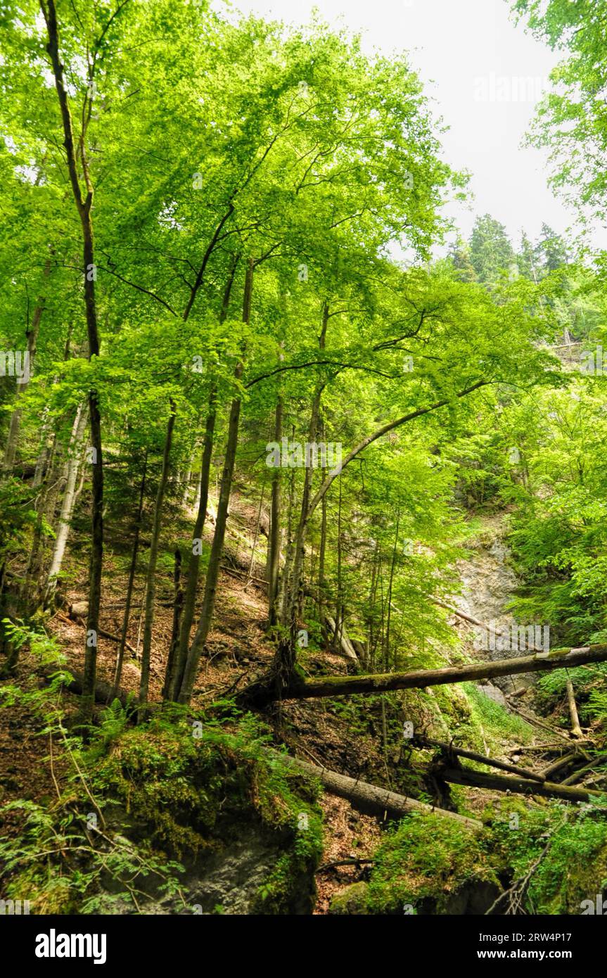 Forest in Slovak Paradise National Park with timber lying in a gorge ...