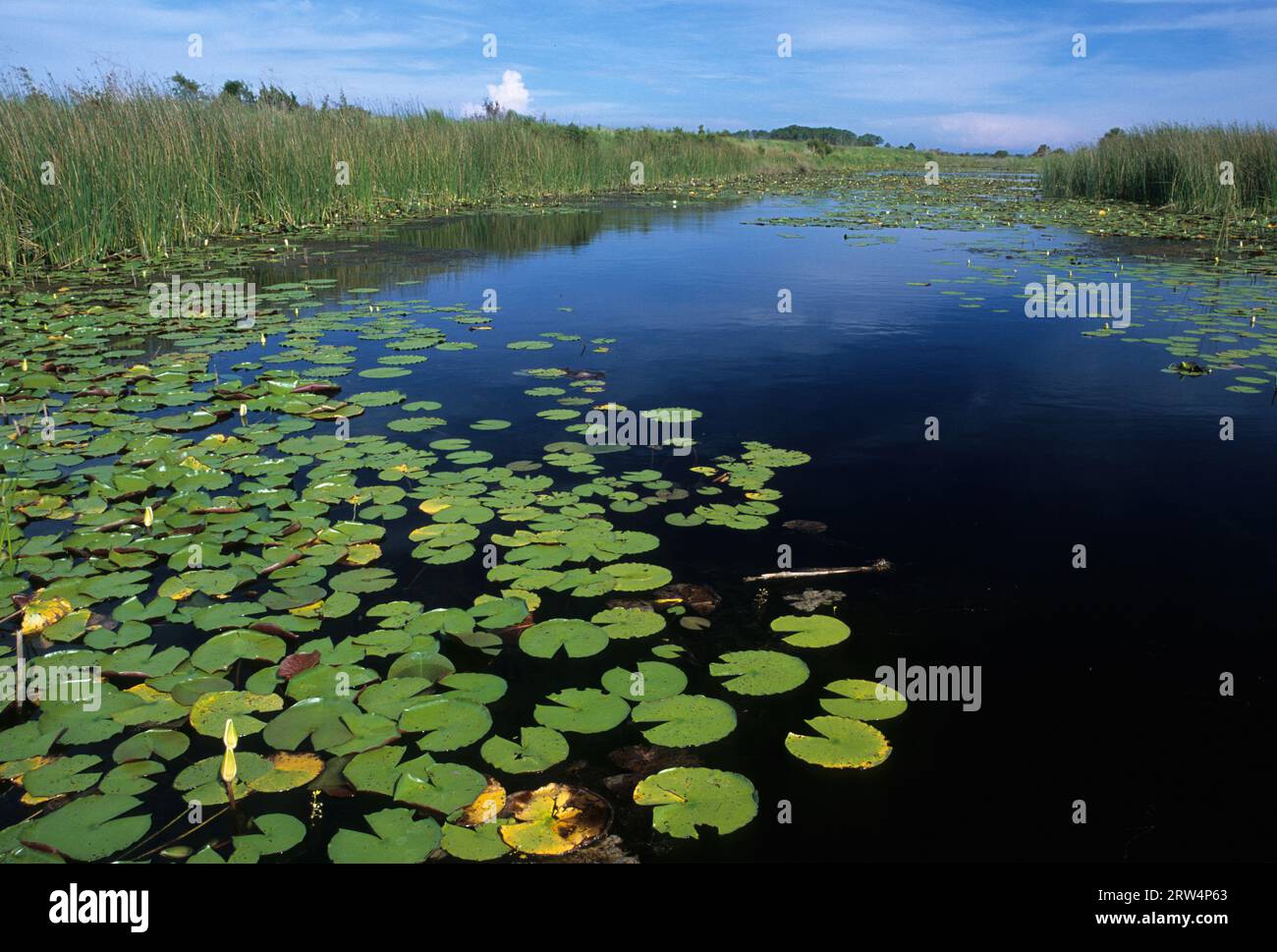 Pool and marsh hi-res stock photography and images - Alamy