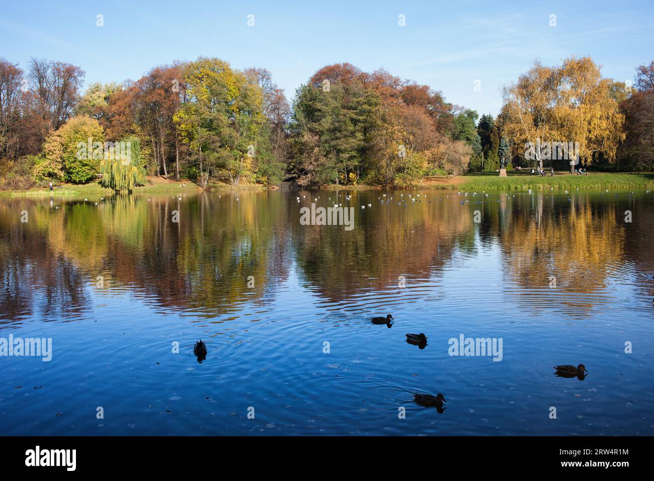Lake and autumn trees in the Skaryszewski Park in Warsaw, Poland Stock ...