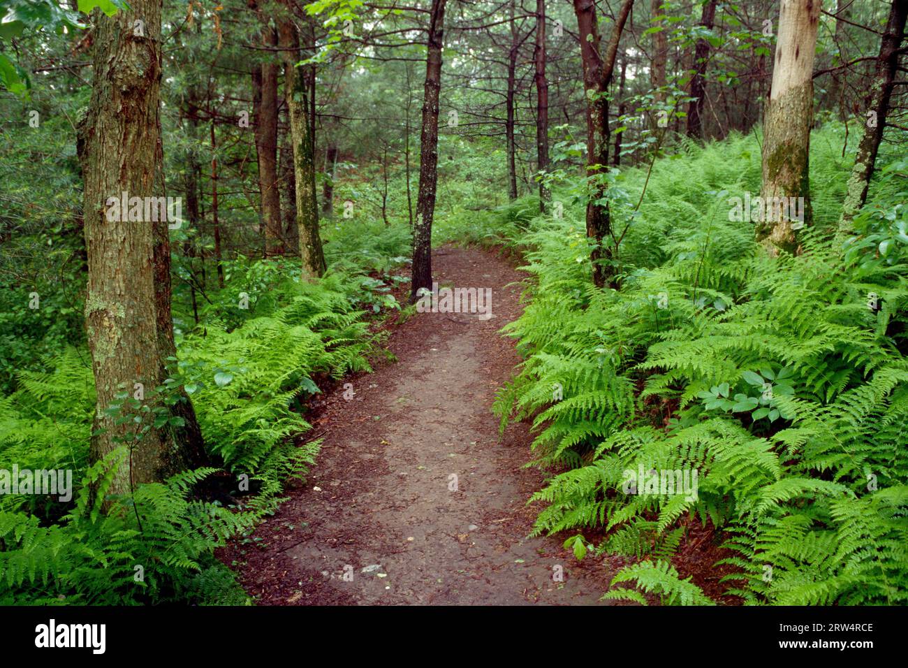 Forest trail, Massasoit State Park, Massachusetts Stock Photo - Alamy