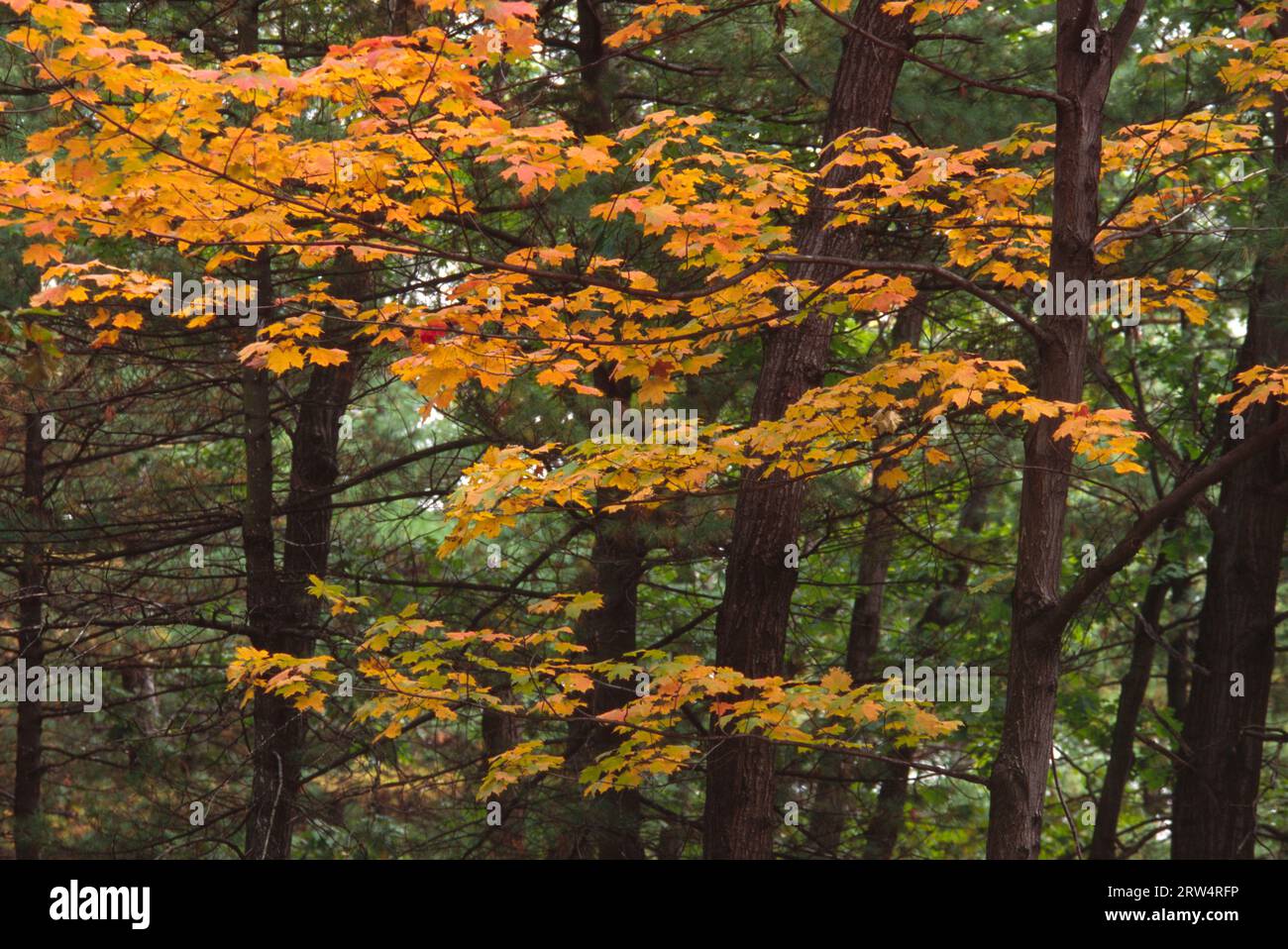 Maple fall foliage, Breakhart Reservation, Massachusetts Stock Photo ...