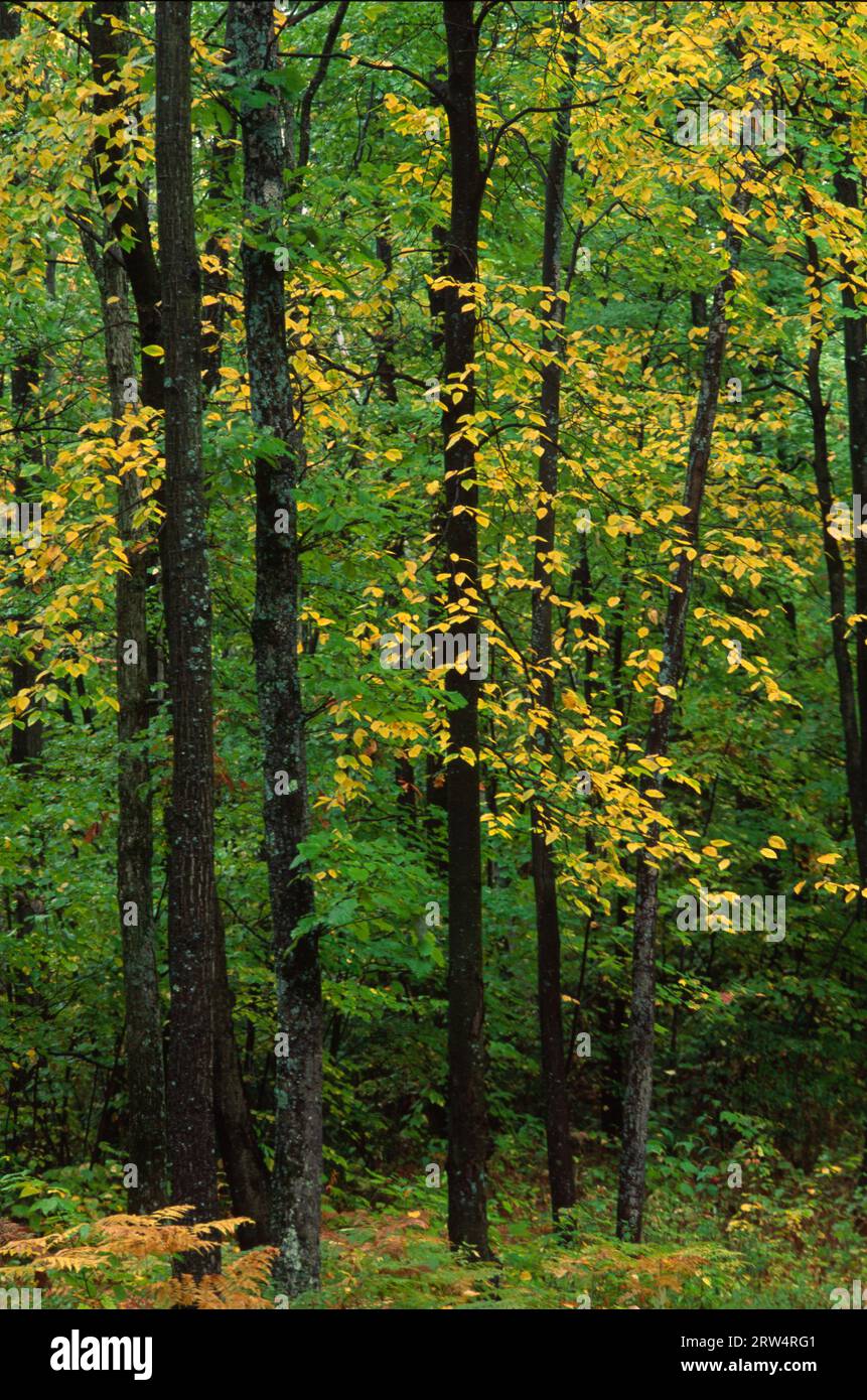 Hardwood forest, Northfield Recreation Area, Massachusetts Stock Photo ...