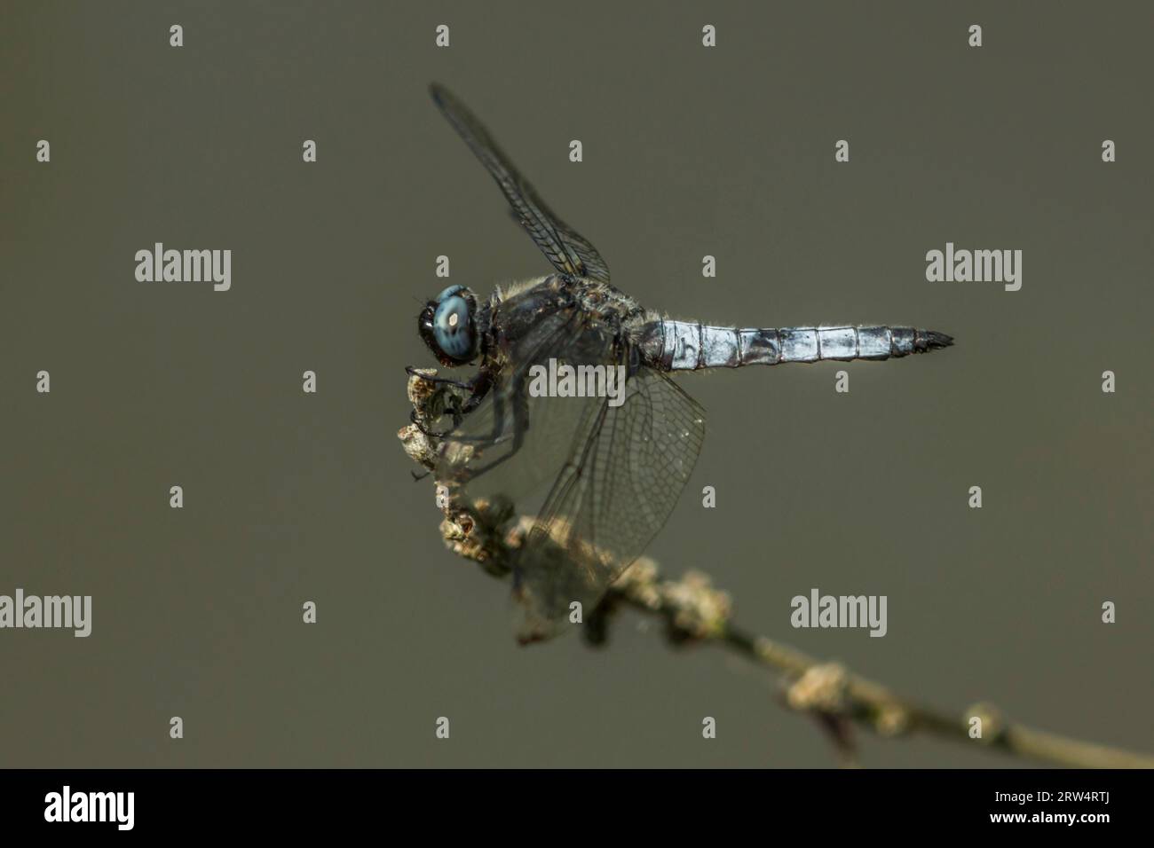 Big Blue Arrow is sitting on a branch, Black-tailed skimmer is sitting ...