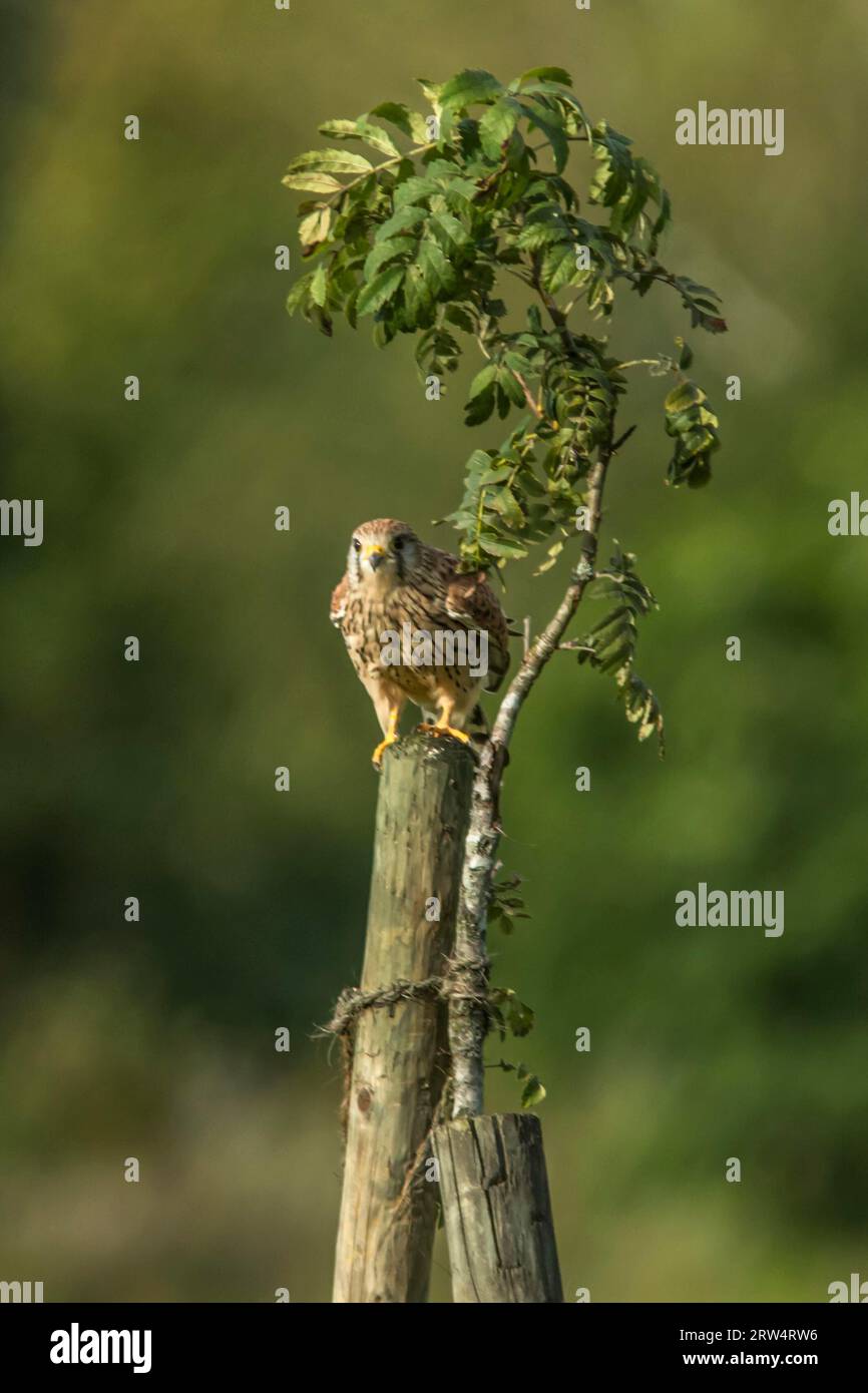 A Common Kestrel sits on his vantage point and spies for prey, A common ...