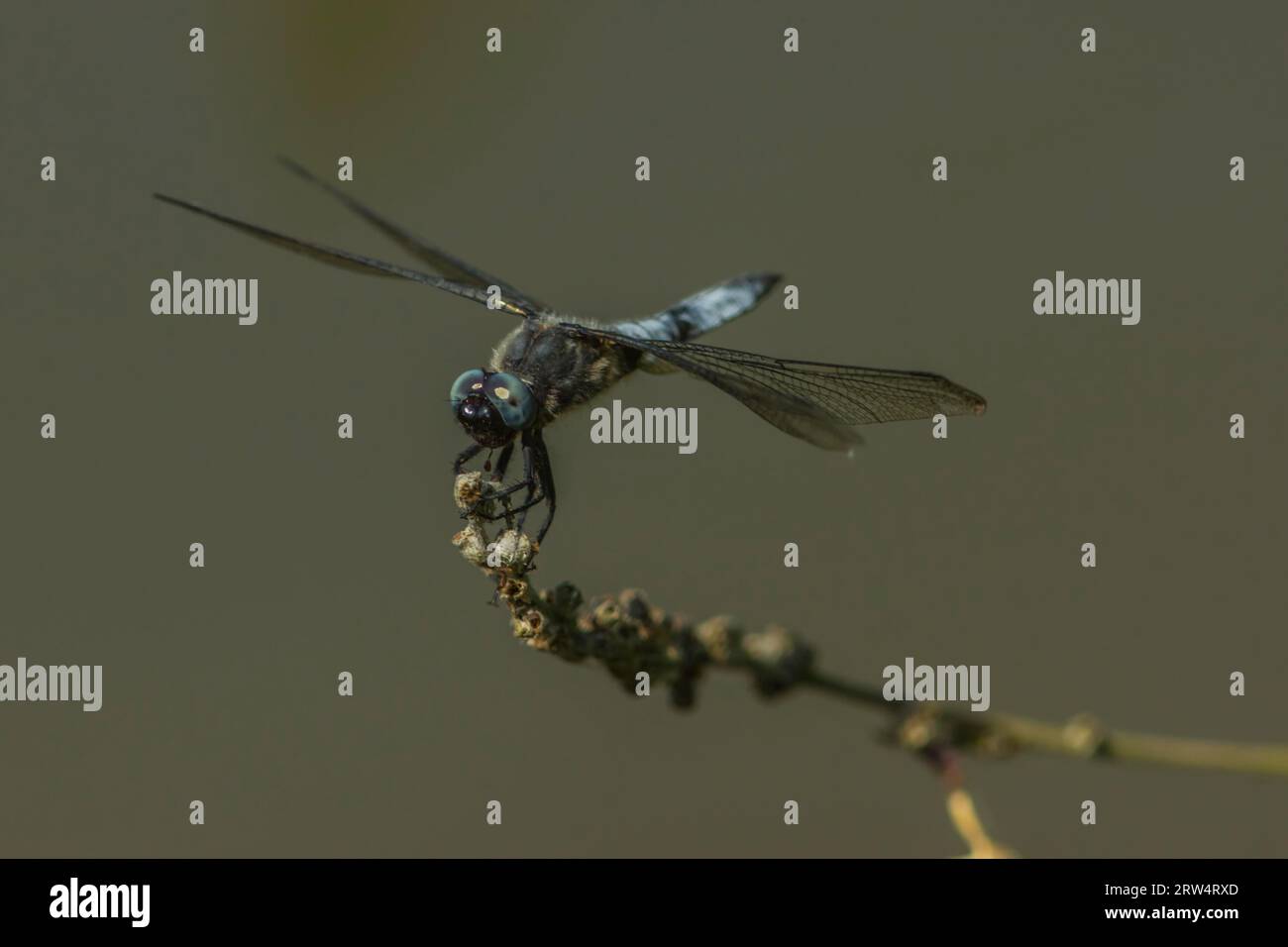 Insect jaeger hi-res stock photography and images - Alamy