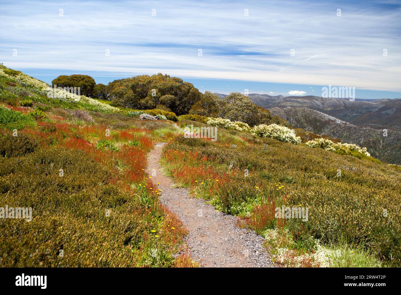 The summit trail at Mt Buller on a hot summer's day in Victoria's High ...