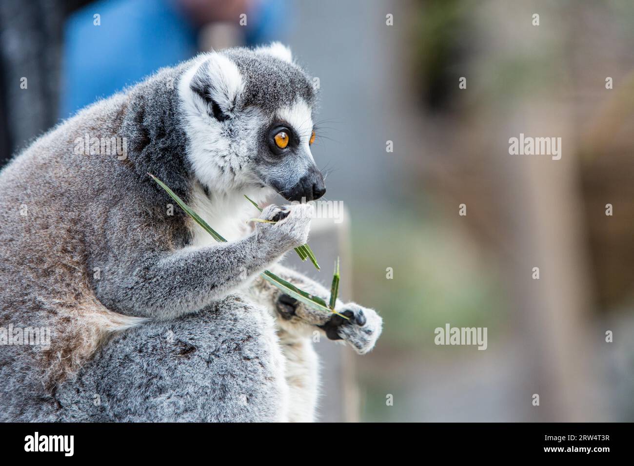 A Ring-tailed lemur sits on the ground eating and watching it's ...