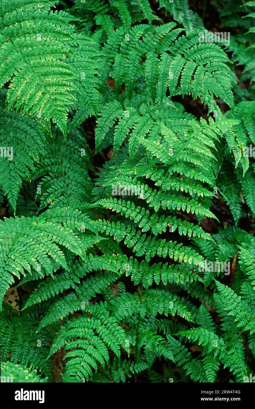 Dar state forest hi-res stock photography and images - Alamy