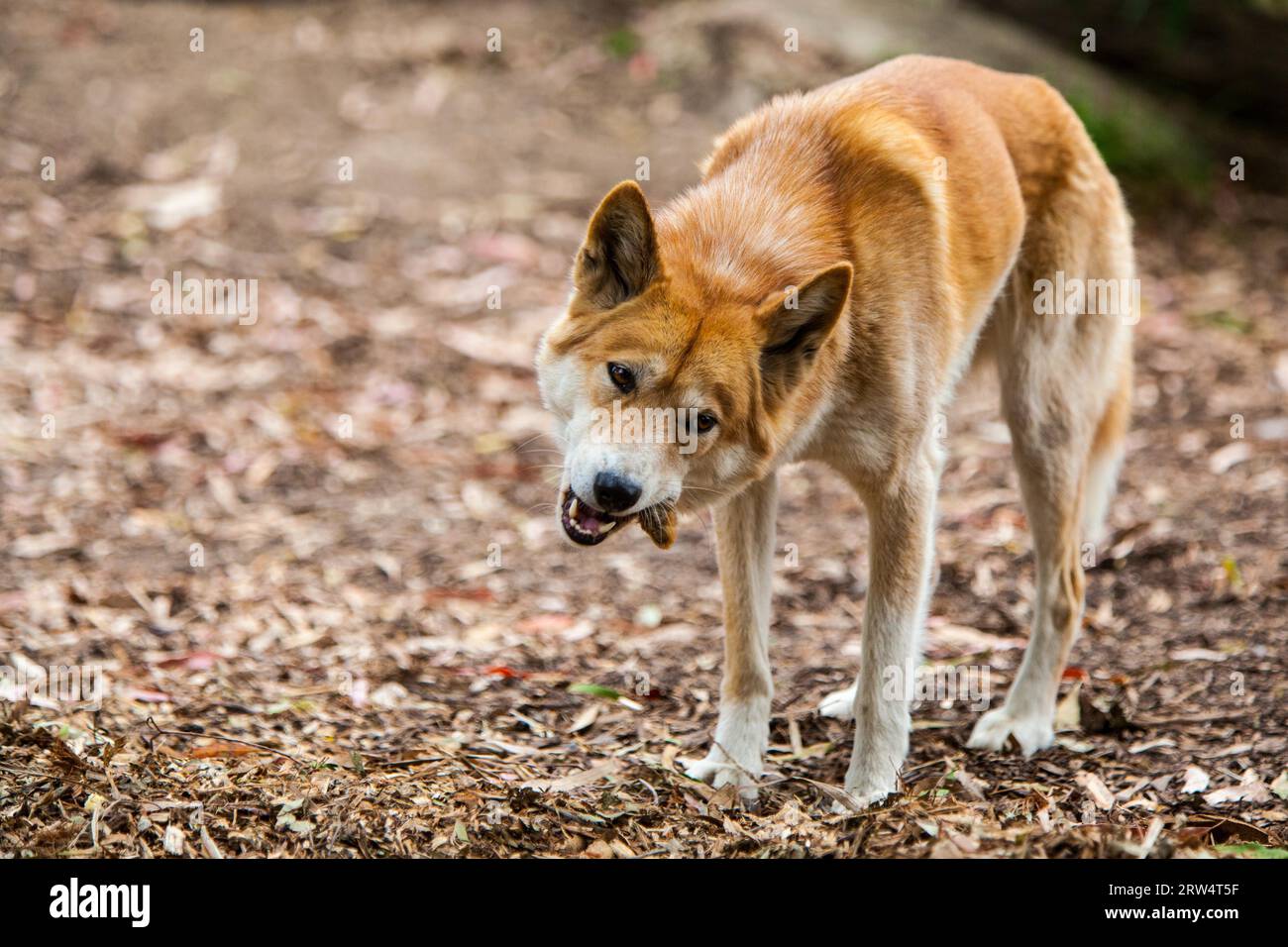 A dingo eats part of a rabbit in Victoria, Australia Stock Photo - Alamy