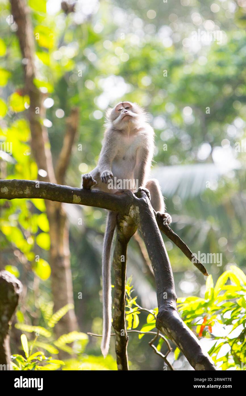 A monkey keeps an eye on its surroundings in Monkey Forest, Ubud, Bali ...