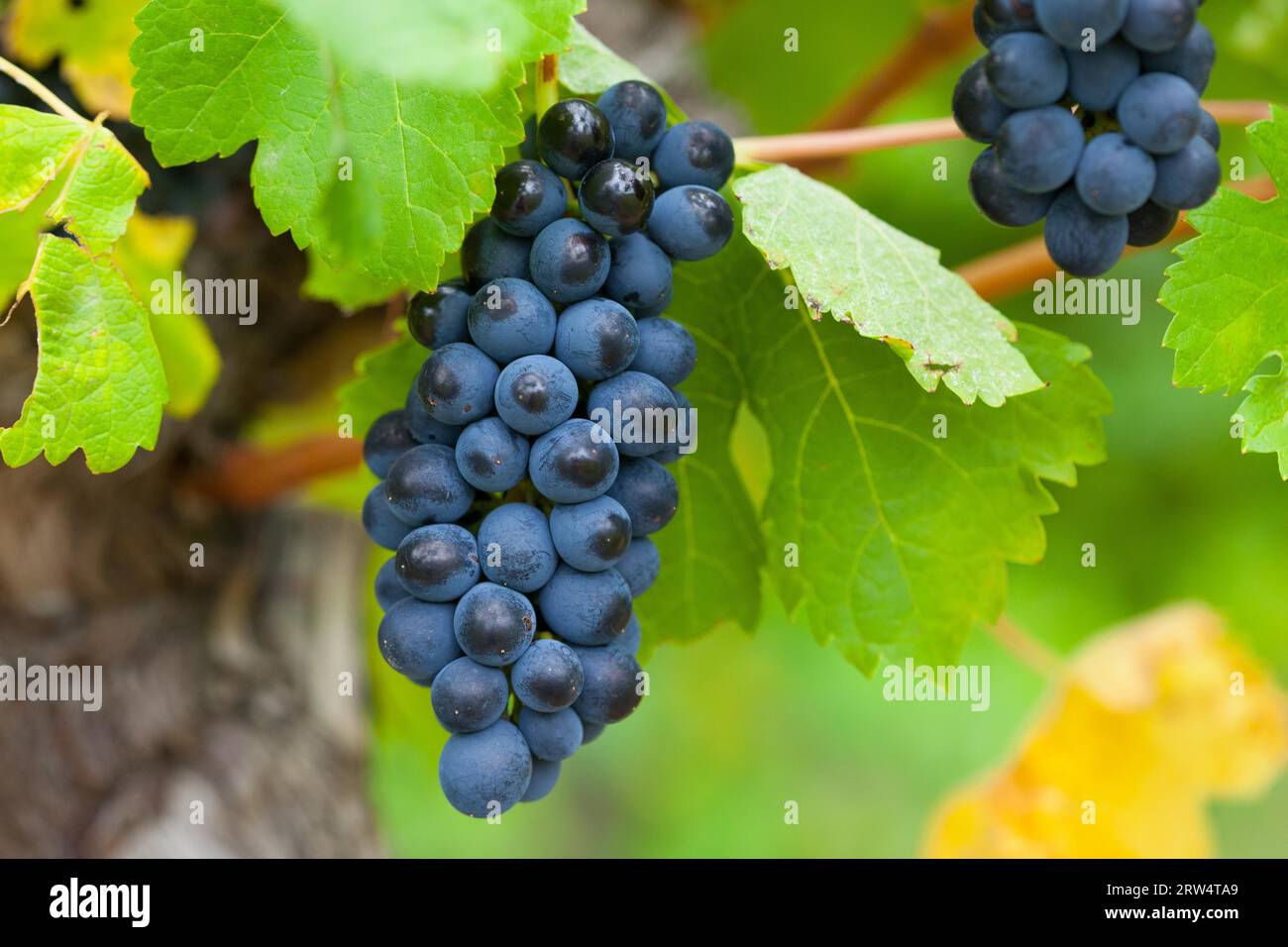 Australian fruit hi-res stock photography and images - Alamy
