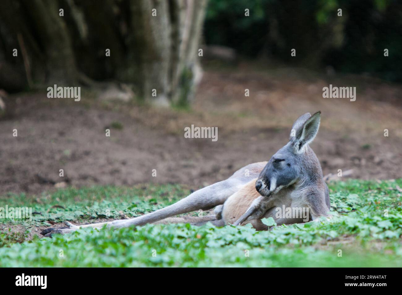 Relaxed kangaroo hi-res stock photography and images - Alamy