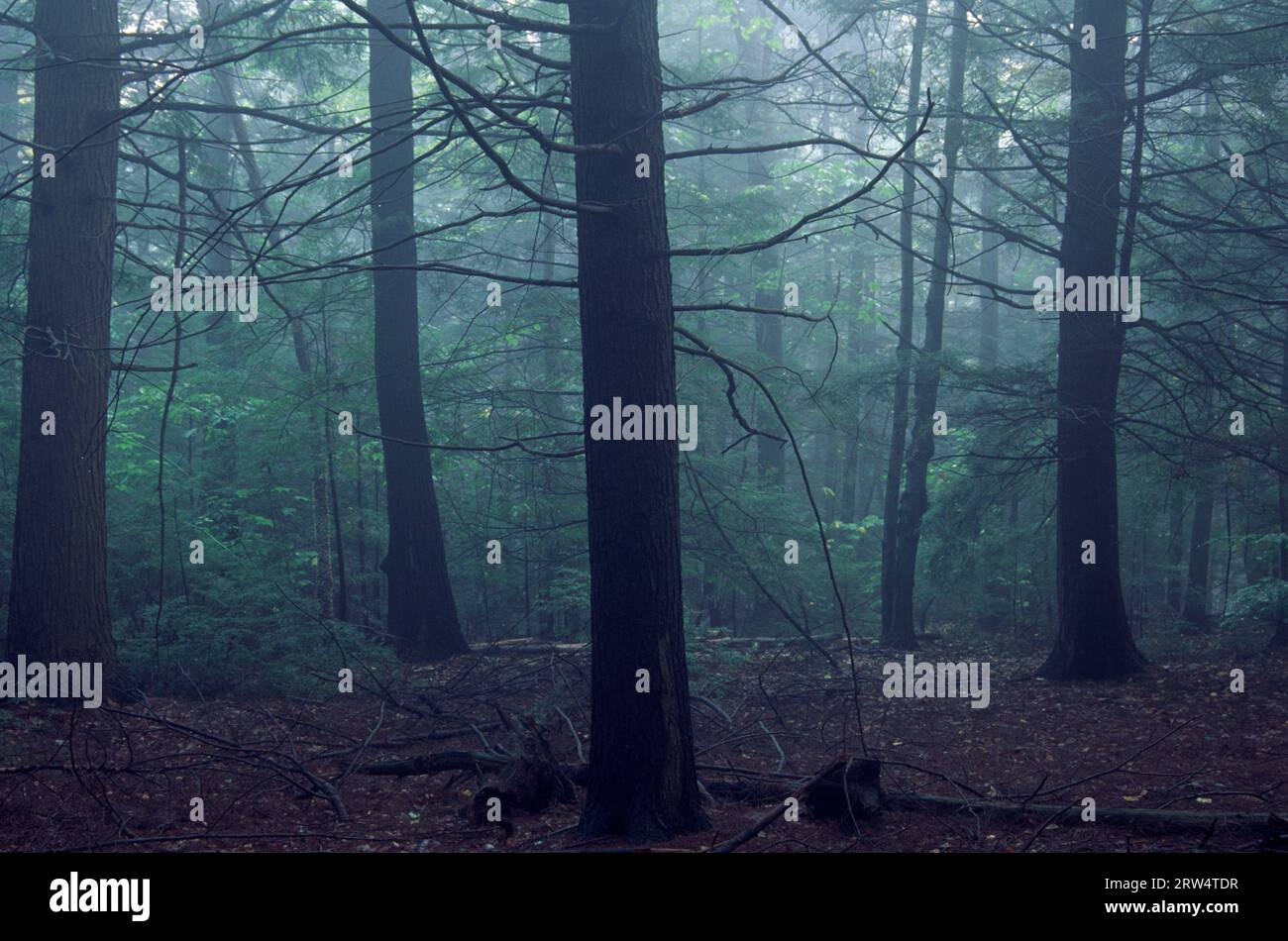 Hemlock forest, Mt. Toby State Reservation, Massachusetts Stock Photo ...