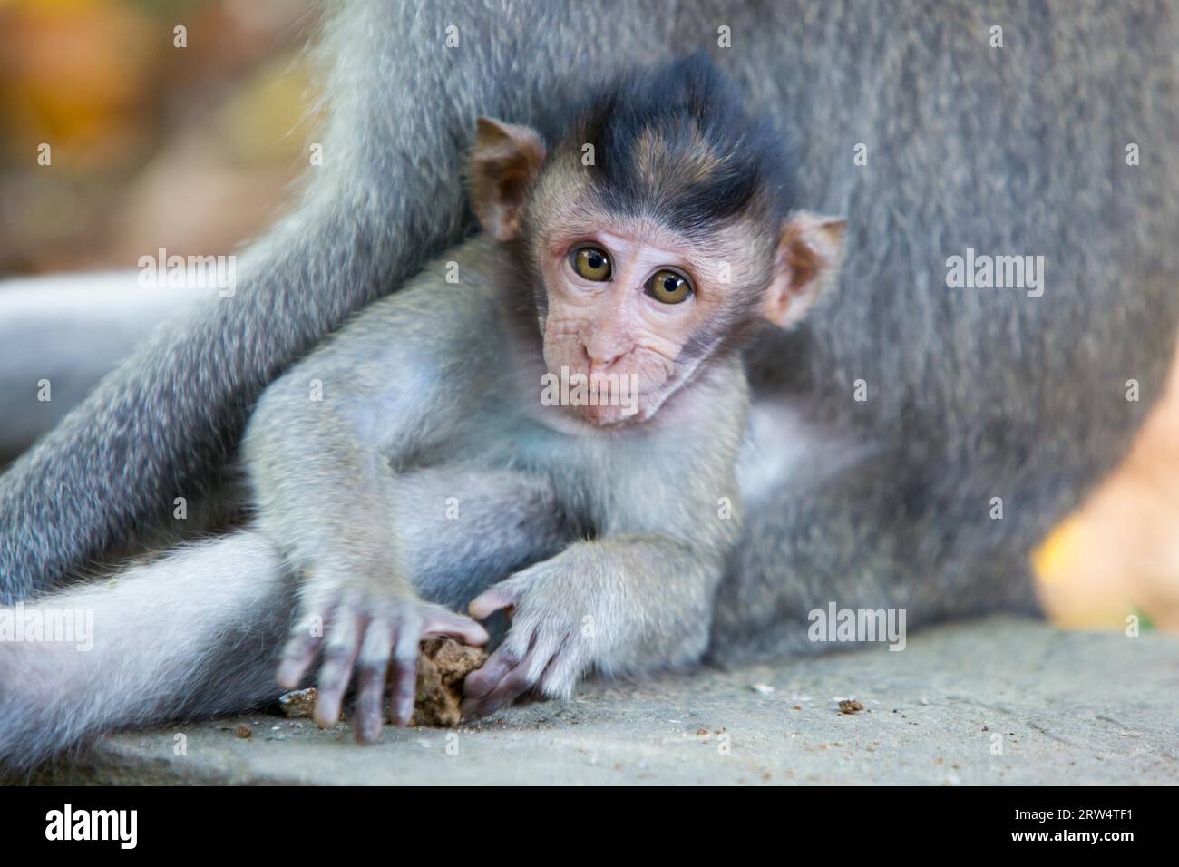 A baby monkey rests under it's mother in Monkey Forest, Ubud, Bali ...