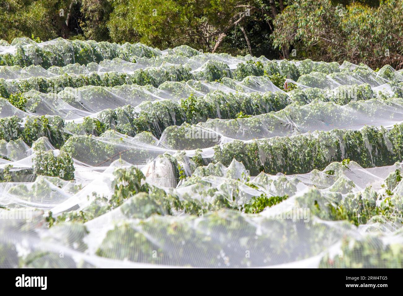 Vine netting hi-res stock photography and images - Alamy
