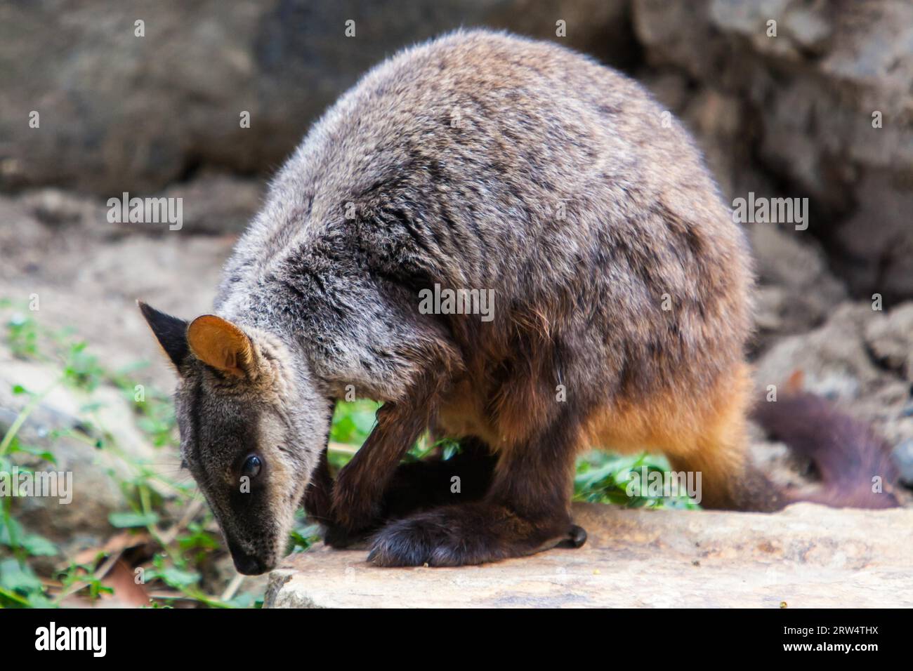 A rock wallaby sits on a rock observing its surroundings in Victoria ...