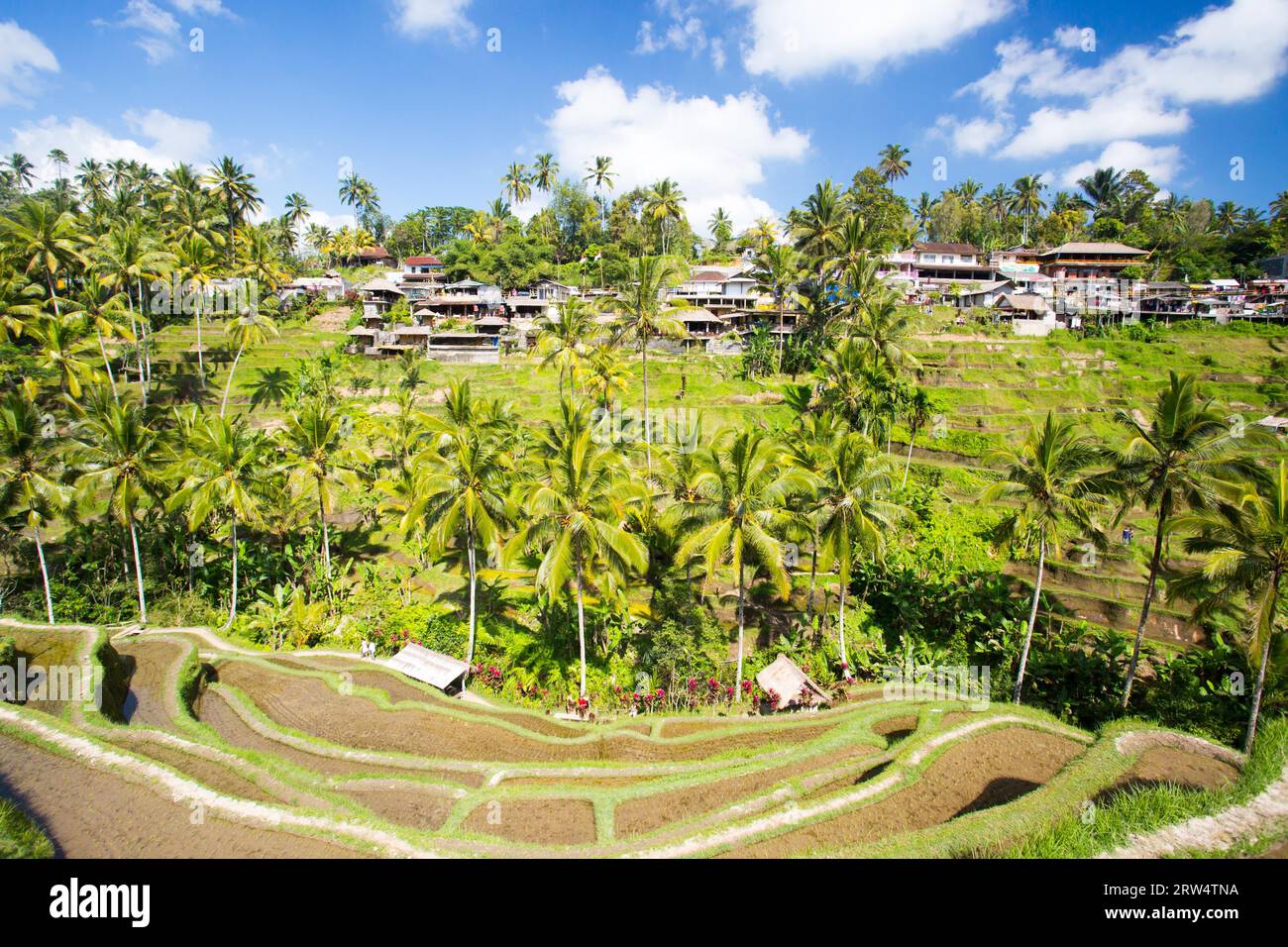 Crops of rice fields on a hot sunny afternoon near Ubud, Bali ...