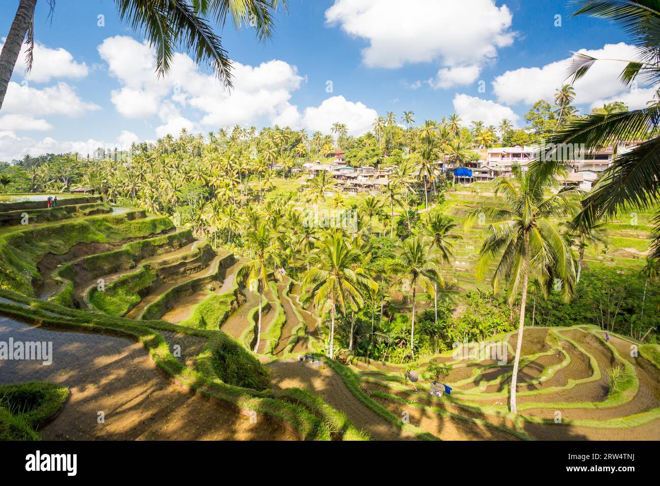 Crops of rice fields on a hot sunny afternoon near Ubud, Bali ...