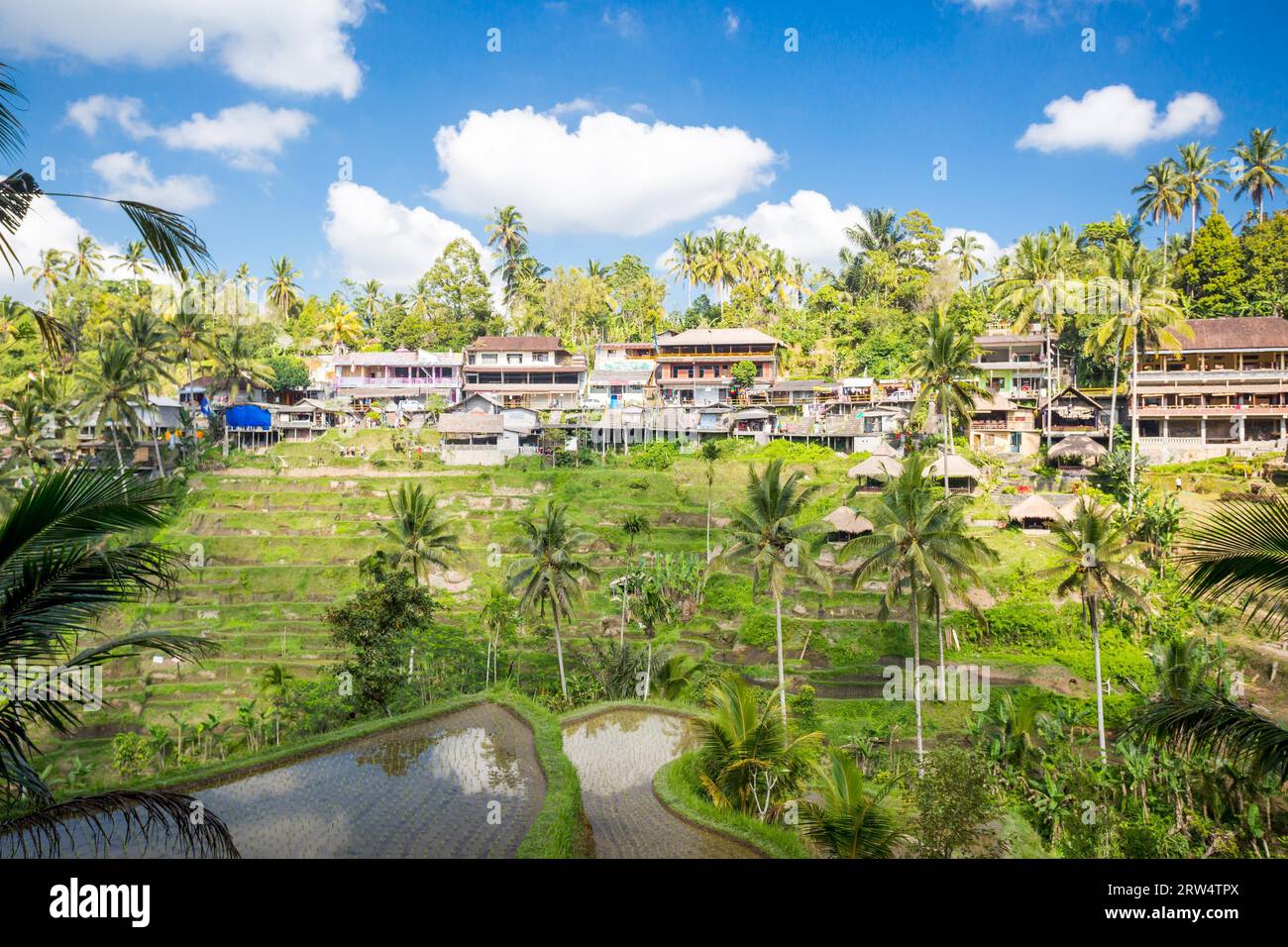 Crops of rice fields on a hot sunny afternoon near Ubud, Bali ...