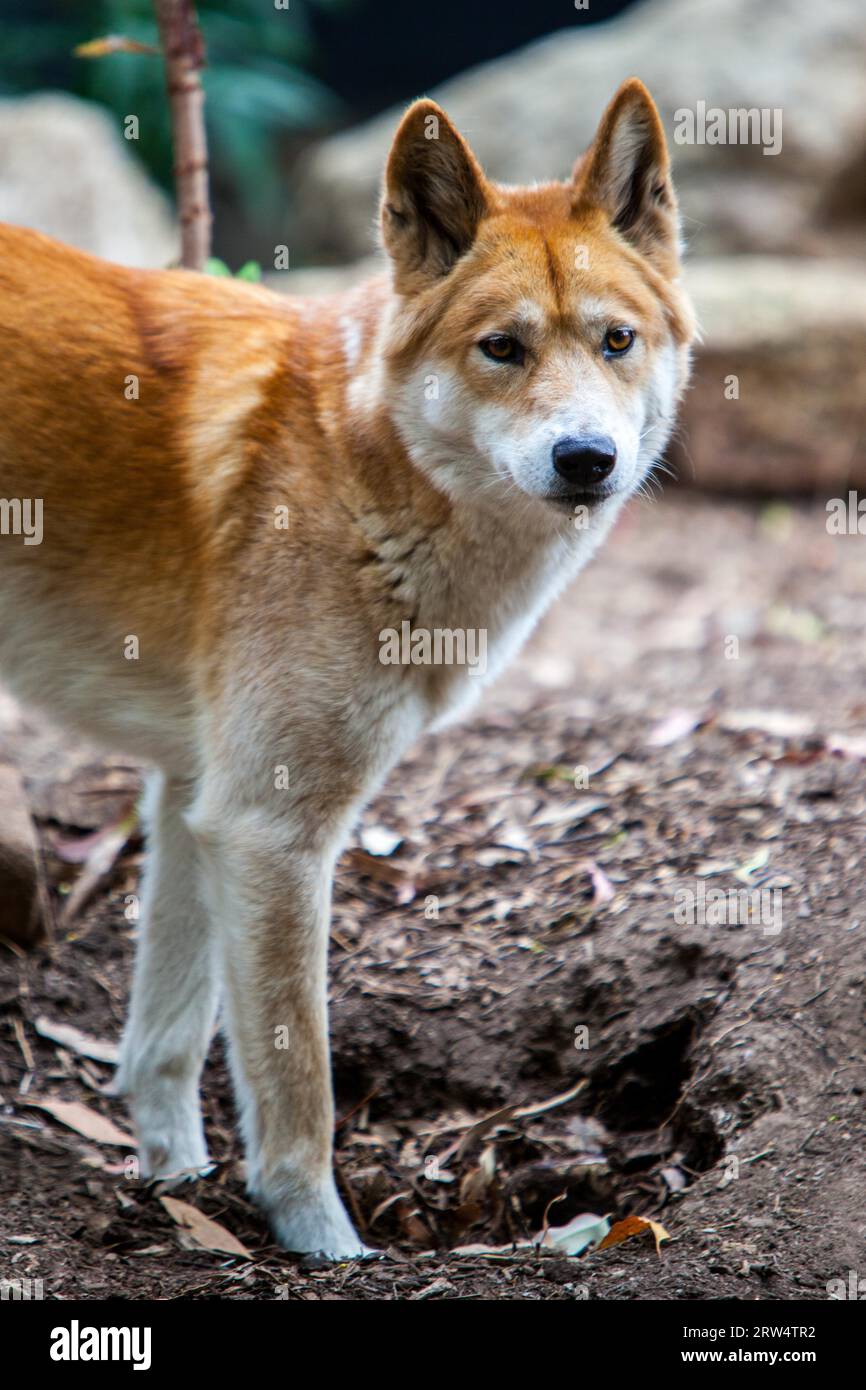 Watch the surroundings hi-res stock photography and images - Alamy