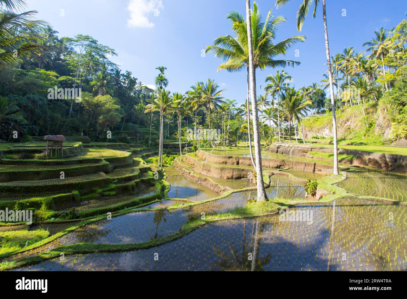 Crops of rice fields on a hot sunny afternoon near Ubud, Bali ...