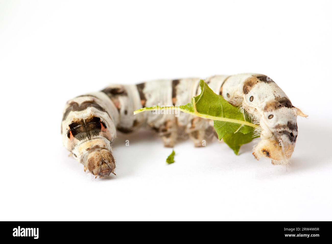 A silkworm on an isolated background Stock Photo - Alamy