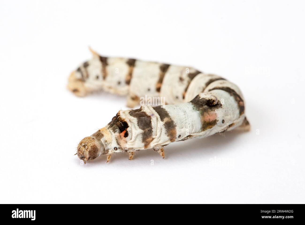 A silkworm on an isolated background Stock Photo - Alamy