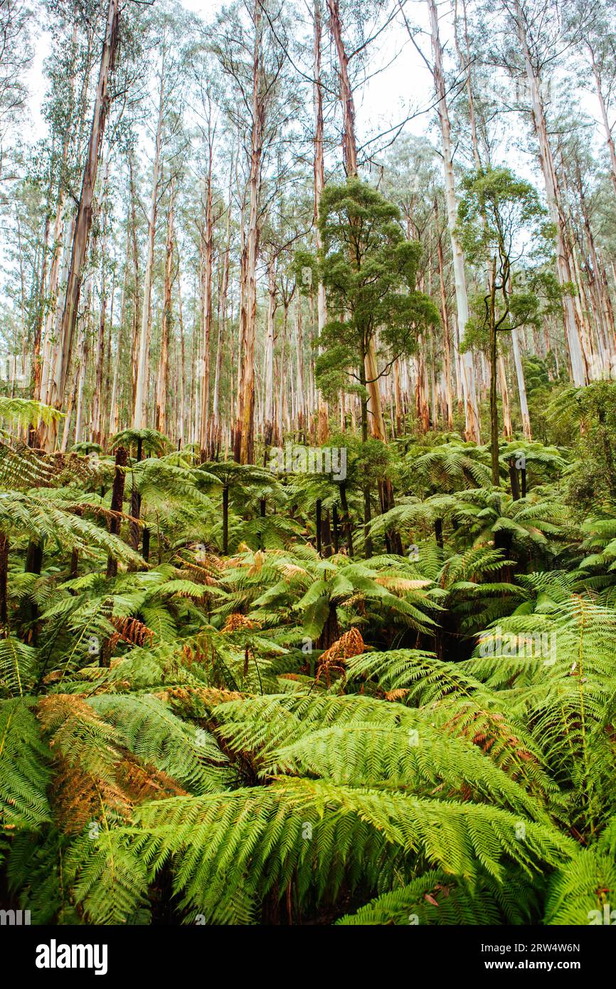 Australian flora fauna hi-res stock photography and images - Alamy