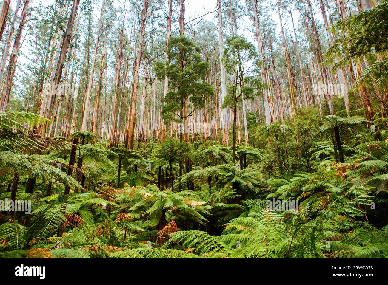 Australian flora fauna hi-res stock photography and images - Alamy