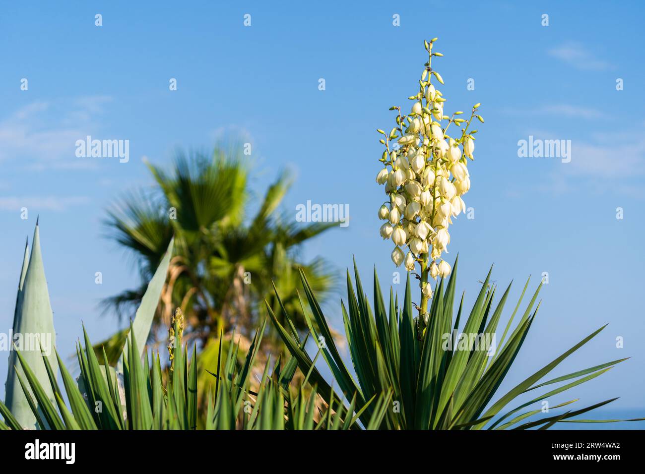 Coconut palm trees against blue sky, crown of a palm tree of coconut ...