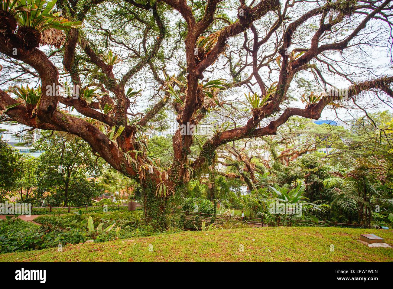 The surrounds of Fort Canning Park in Singapore City on a warm humid ...