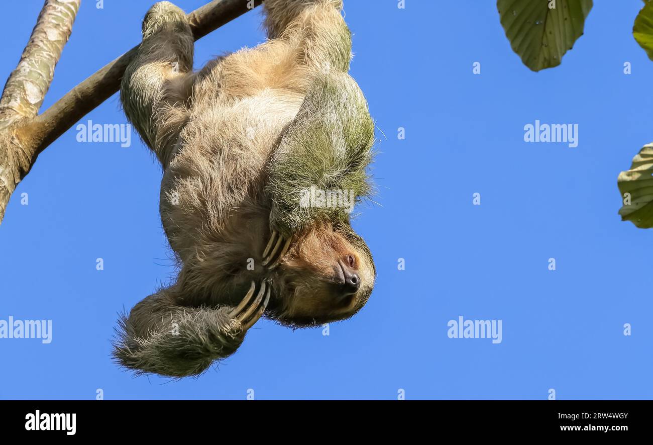 Three-fingered sloth in the Costa Rican rainforest hanging upside down ...