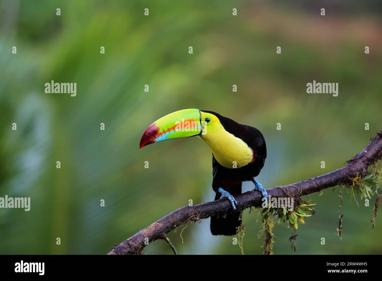 Keel billed toucan in the rainforest sitting on a branch Stock Photo ...