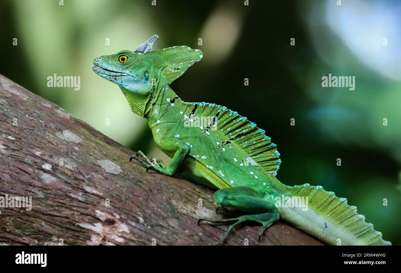 A helmet basilisk climbs up a tree trunk in the Costa Rican rainforest ...