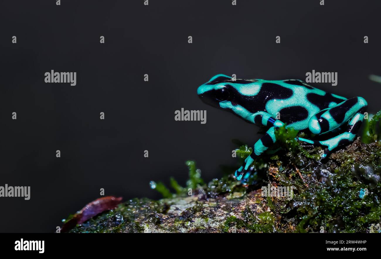 Green and black poison dart sitting on a tree trunk Stock Photo - Alamy