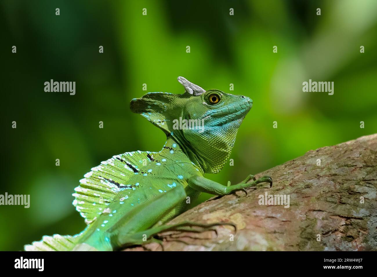 Emerald basilisk hi-res stock photography and images - Alamy