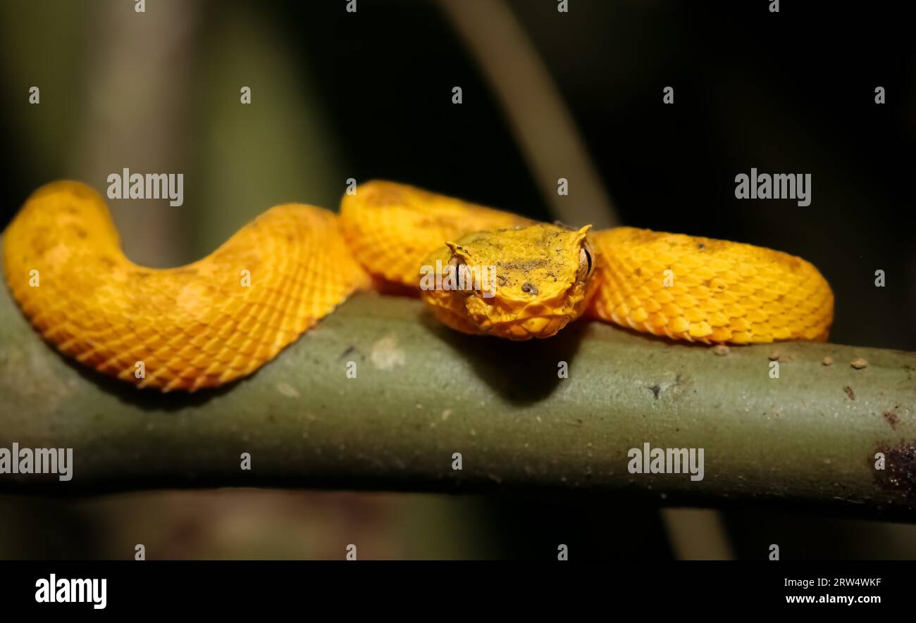 A yellow young lance viper in Costa Rica's jungle Stock Photo - Alamy