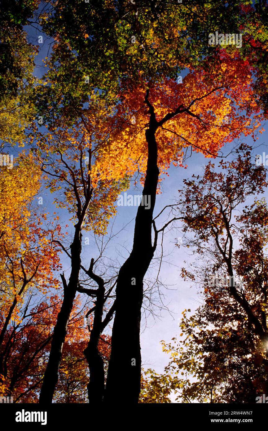 Autumn maples, Savoy Mountain State Forest, Massachusetts Stock Photo ...