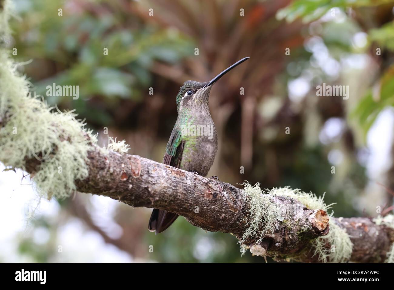 Magnificent hummingbird in Costa Rica Stock Photo - Alamy