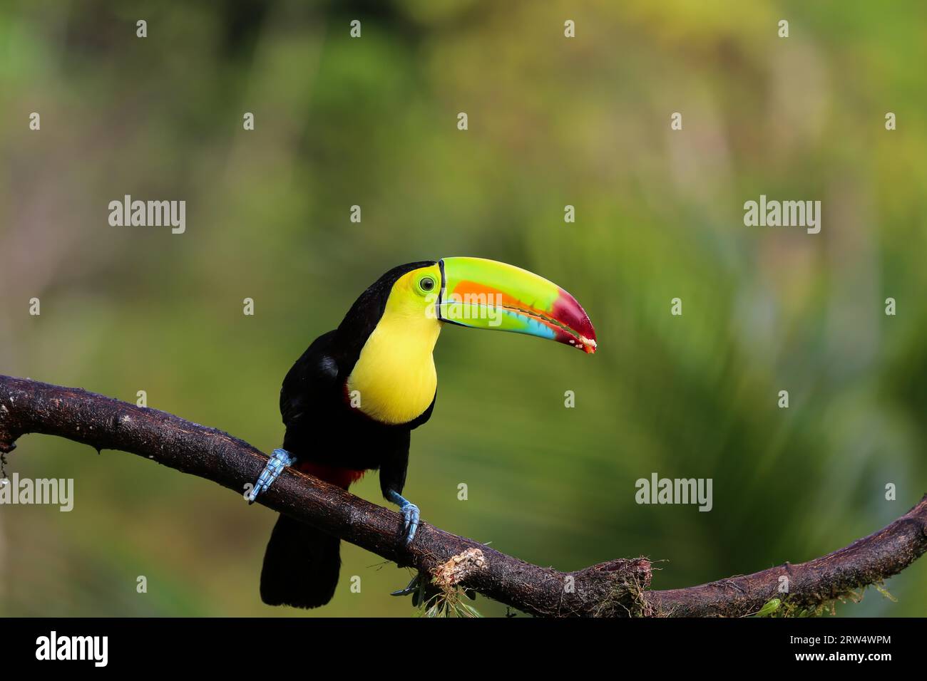 Keel billed toucan in the rainforest sitting on a branch Stock Photo ...