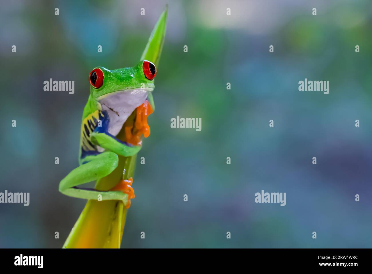 A red-eyed tree frog in the Costa Rican rainforest clings to a ...