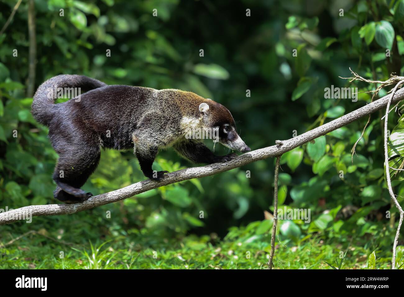 White nosed coati in Costa Rica Stock Photo - Alamy