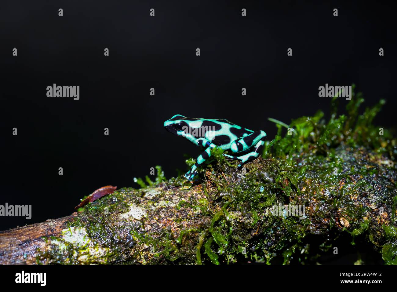 Green and black poison dart frog in Costa Rica Stock Photo - Alamy