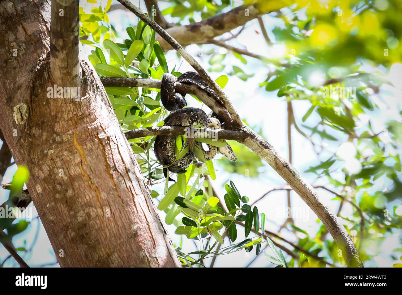 Boa Constrictor hanging in a tree Stock Photo - Alamy