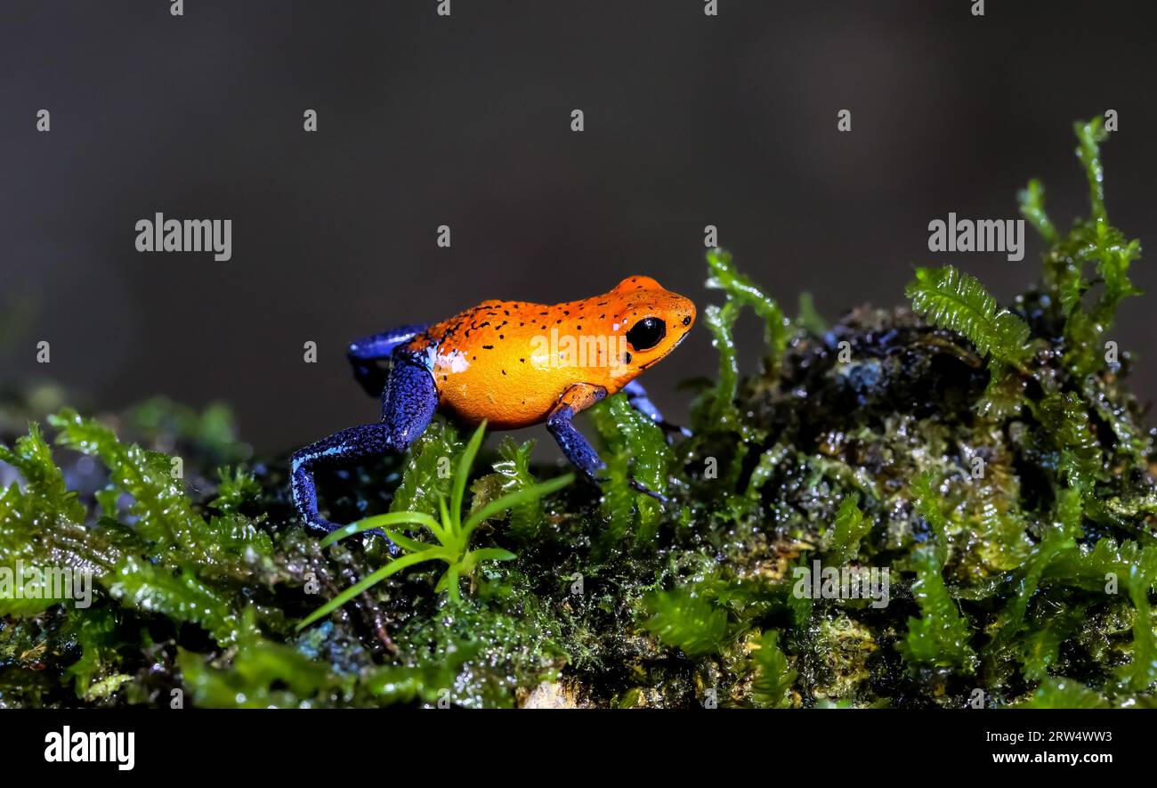A strawberry poison dart frog walks on moss in the Costa Rican ... A strawberry poison dart frog walks on moss in the Costa Rican ...