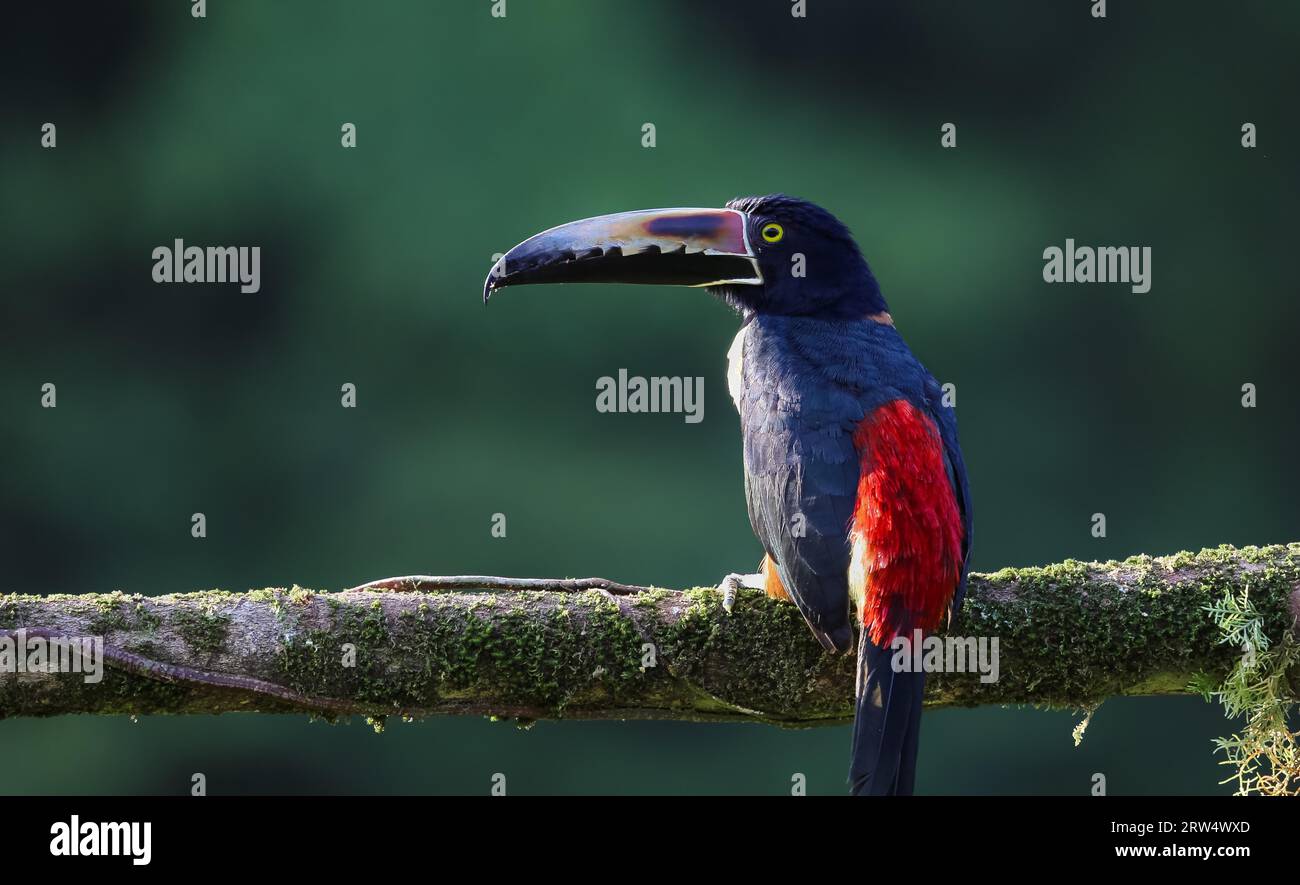 Collared Aracari sitting on a branch, Costa Rica Stock Photo - Alamy
