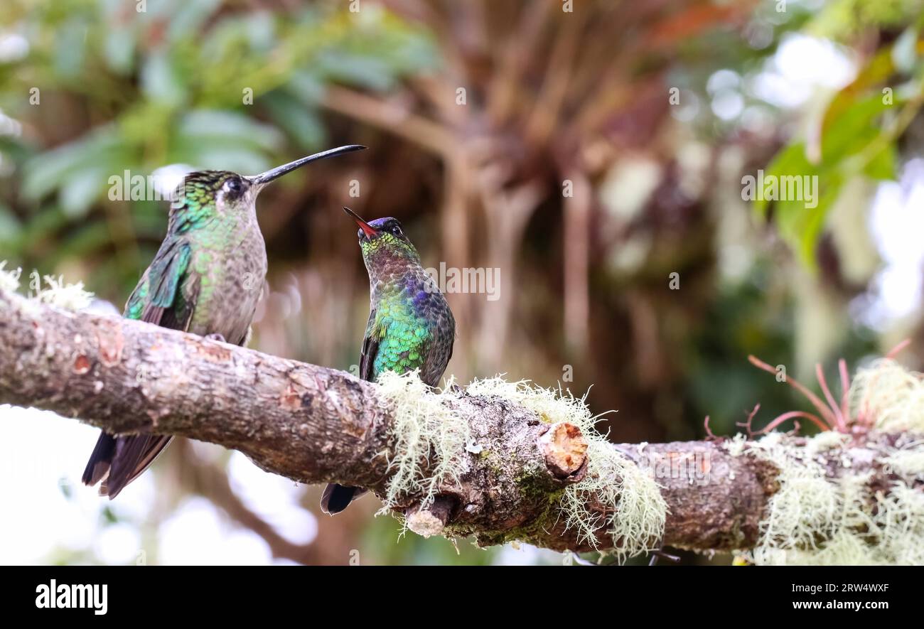 Magnificent hummingbird in Costa Rica Stock Photo - Alamy