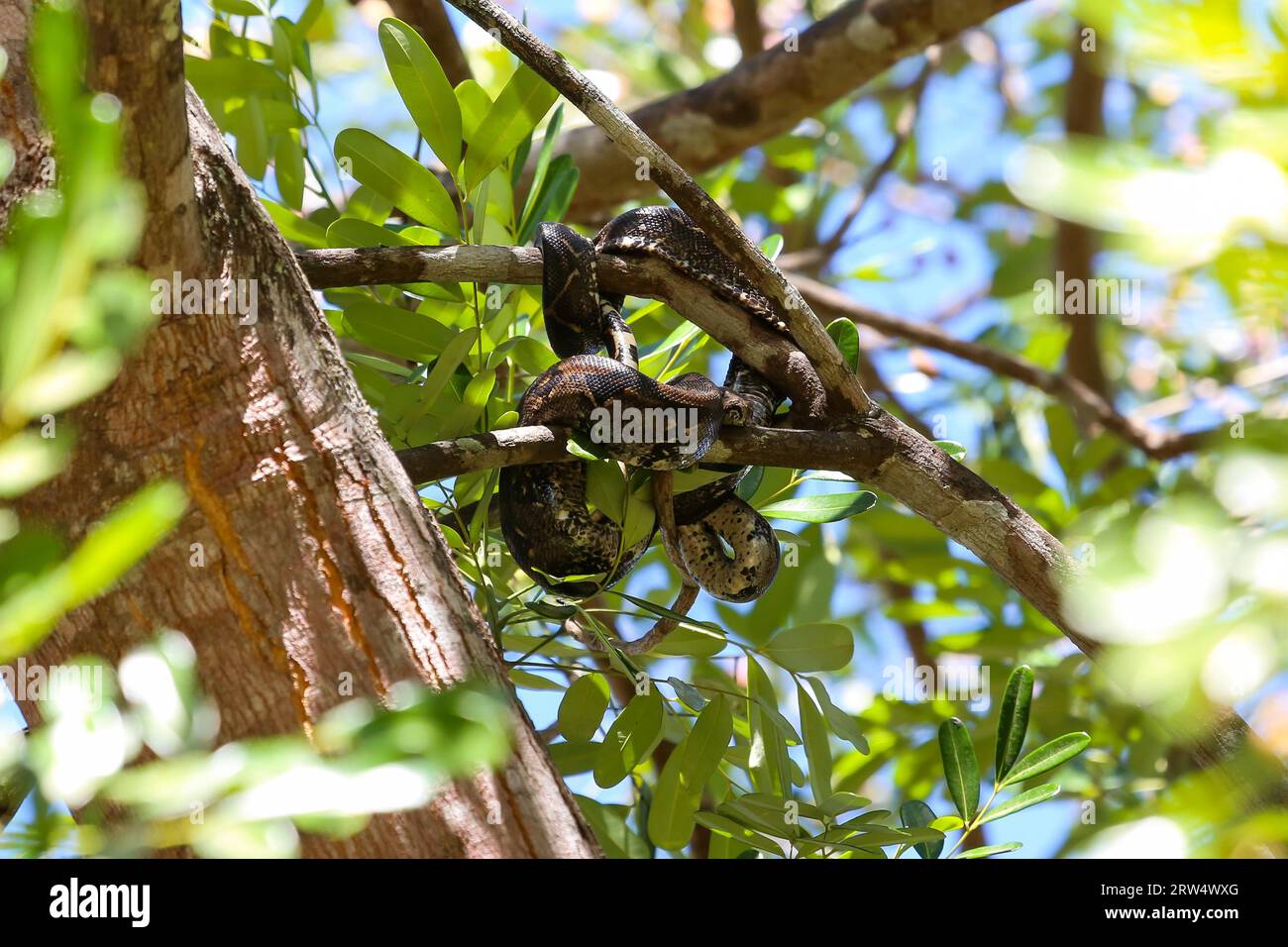 Boa constrictor hi-res stock photography and images - Alamy