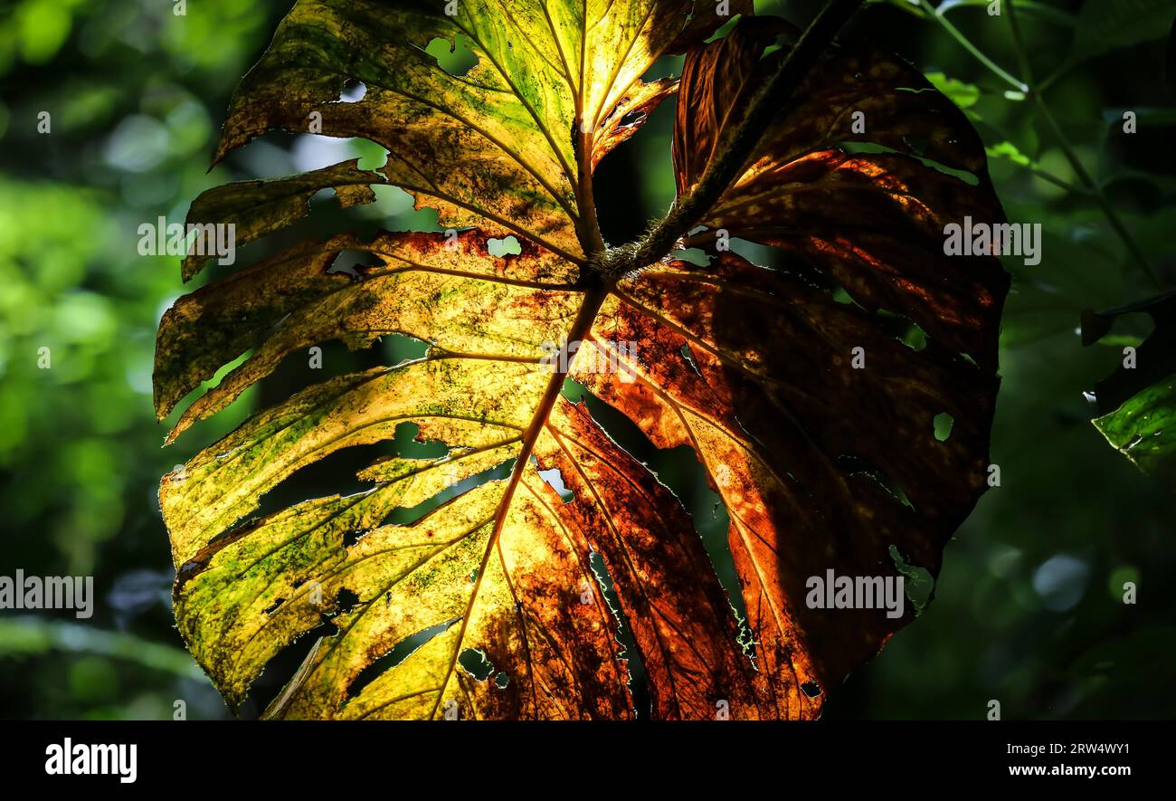 Colorful leaf in the rainforest in Costa Rica sun coming through Stock ...